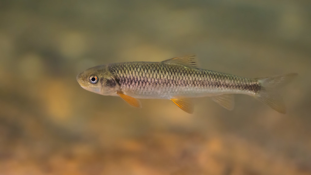 Taiwan Shoveljaw Carp (Onychostoma barbatulum) - Marine Life Identification