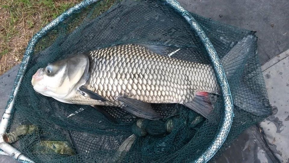 Giant Barb (Catlocarpio siamensis) - Marine Life Identification
