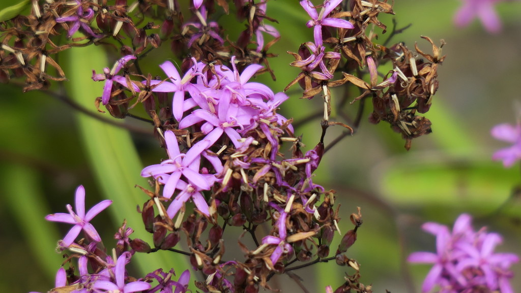 Corymbium scabrum (Boland Granite Fynbos) · iNaturalist