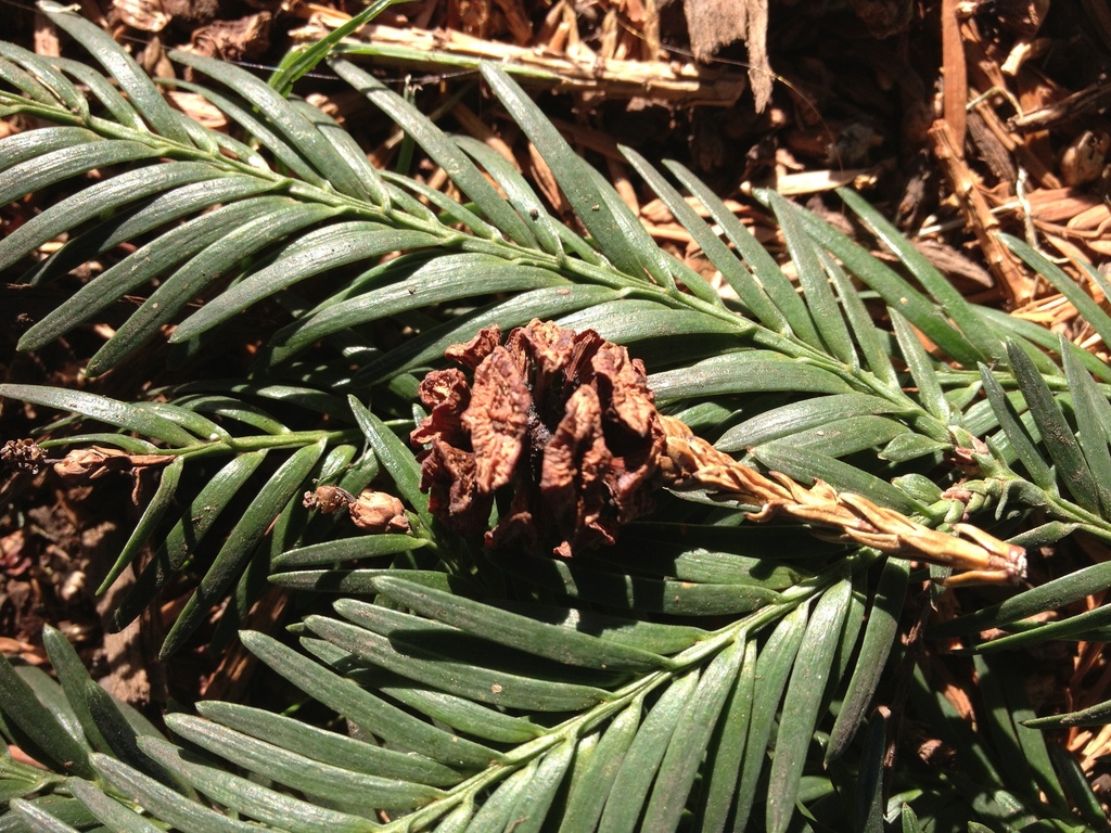 coast redwood (Plant Tax Study Guide) · iNaturalist