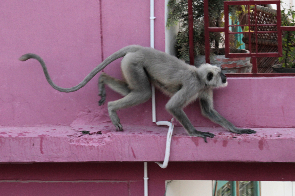 Terai Sacred Langur (Semnopithecus hector) - Know Your Mammals