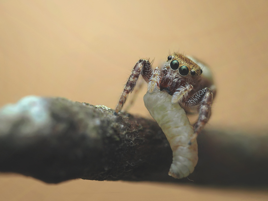 Common white-cheeked jumping spider from Parkview Dr, Laurens, SC, US ...