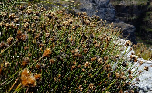 Restio constipatus · iNaturalist