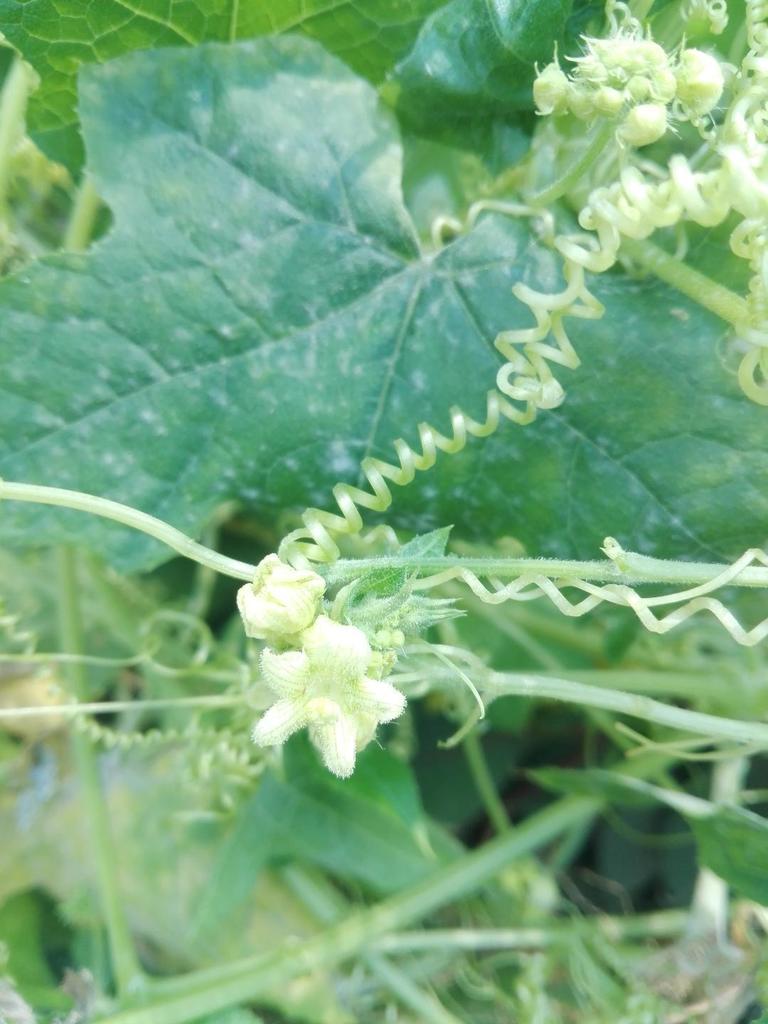 Sicyos microphyllus from C.U., Ciudad de México, CDMX, México on ...