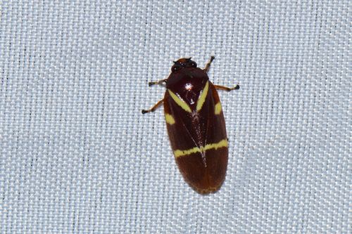 Maxantonia signifera · iNaturalist
