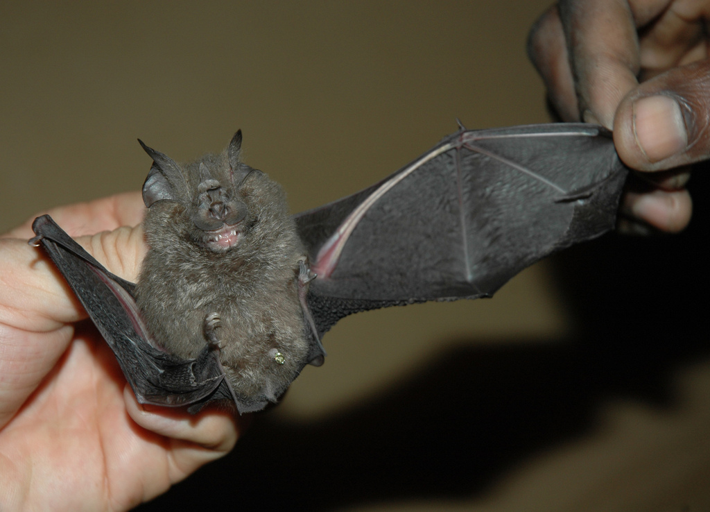 Willard's horseshoe bat in February 2007 by Jakob Fahr. North of ...