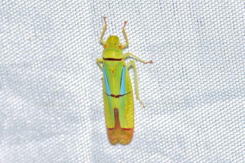 Genus Tacora · iNaturalist