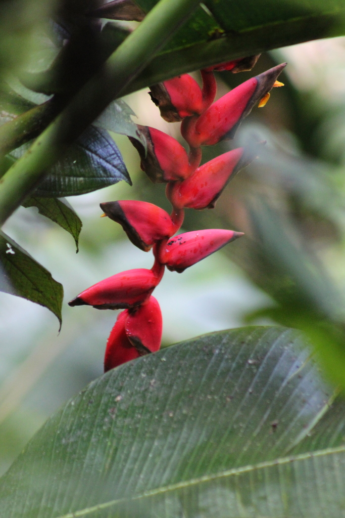 Heliconias from Sabaneta, Antioquia, Colombia on November 02, 2019 at ...
