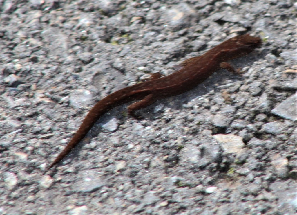 scaly-eyed geckos from Sabaneta, Antioquia, Colombia on November 02 ...