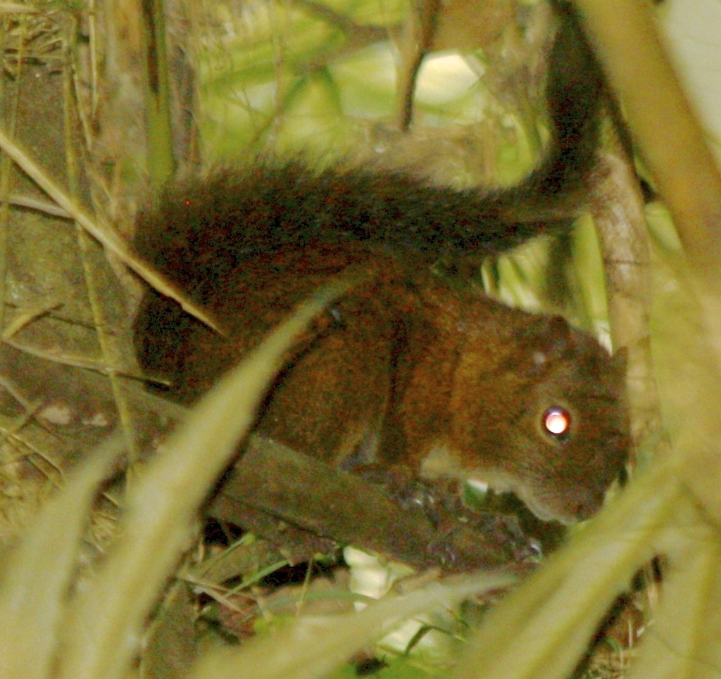 Andean Squirrel (Colombian Mammals ) · NaturaLista Colombia