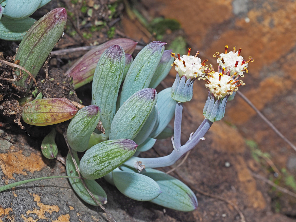 Blue Fingers (Homeowner Plant guide for Gardens) · iNaturalist