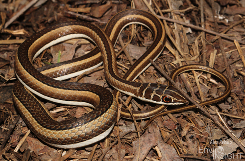 Sand Snakes (Psammophiidae) - Snakes and Lizards