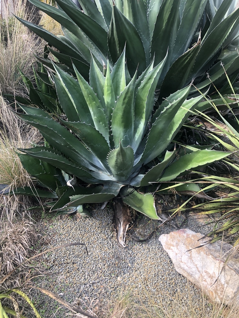 Pulque agave from Discovery Ln, Clemson, SC, US on November 22, 2019 at ...