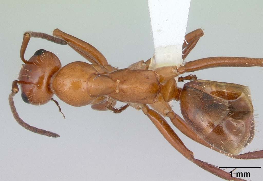 Wilson’s Field Ant (Ants of Florida) · iNaturalist