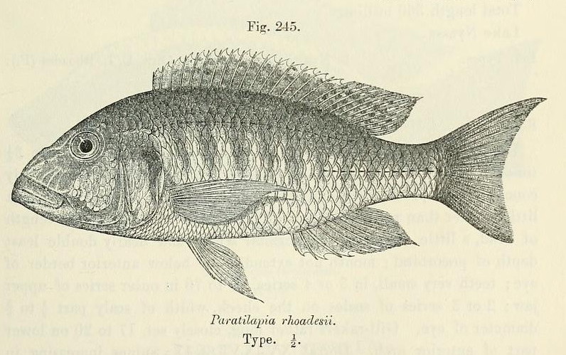 Yellow Lepturus Cichlid (Buccochromis rhoadesii) - Marine Life ...