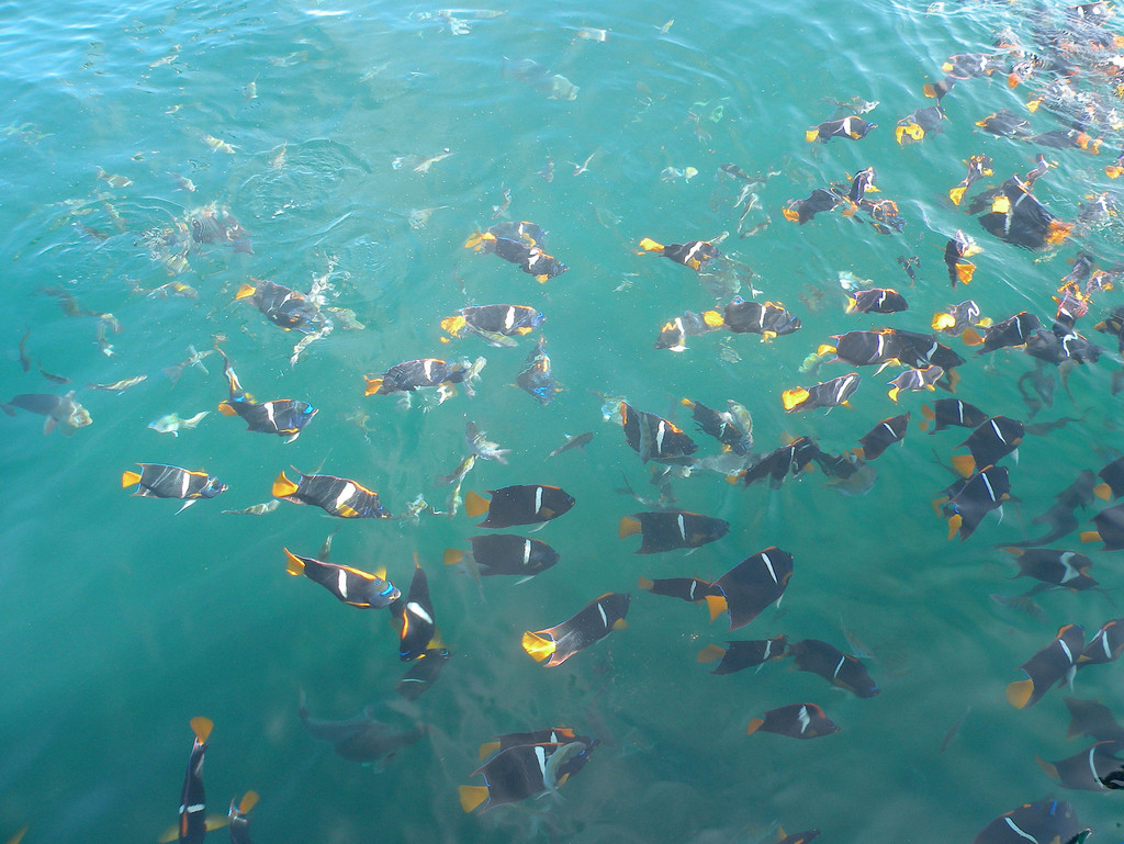 King Angelfish on February 14, 2014 by Doug Taron · iNaturalist