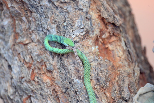 (Philothamnus) - Snakes and Lizards