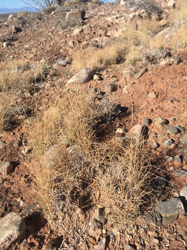 Gypsum dropseed (Sporobolus nealleyi)