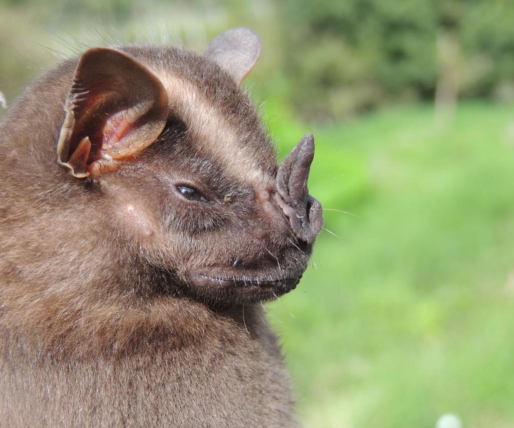 Alberico's broad-nosed bat from Santa Rosa de Cabal on September 23 ...