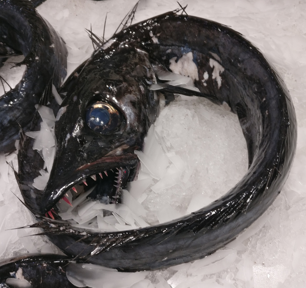 (Aphanopus) - Marine Life Identification