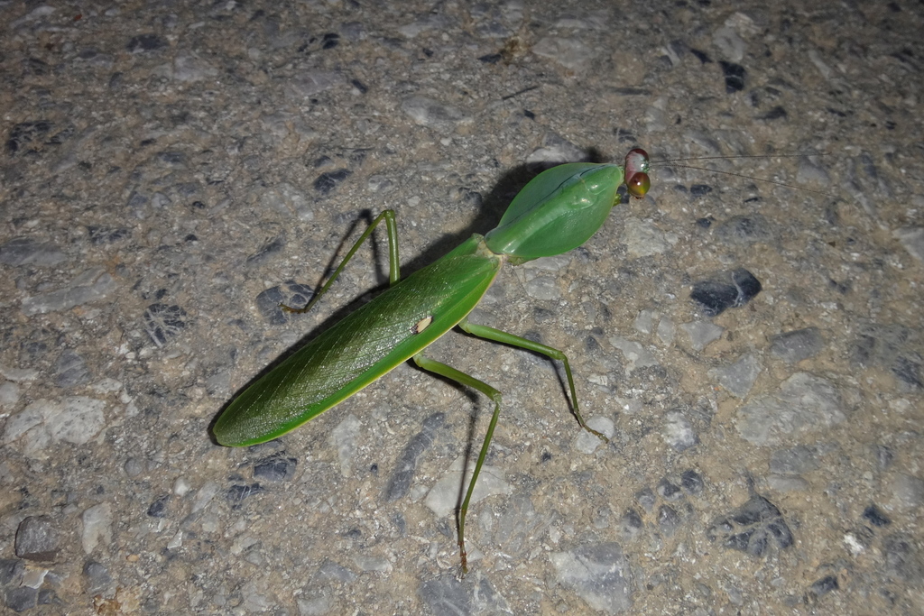 Giant Malaysian Shield Mantis (Mantises of Malaysia,Singapore and ...