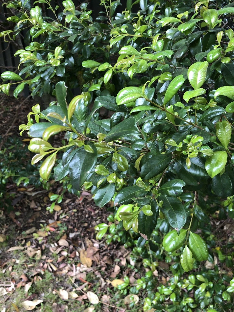 Waterberries from McCarrs Creek Road, Church Point, AU on November 23 ...