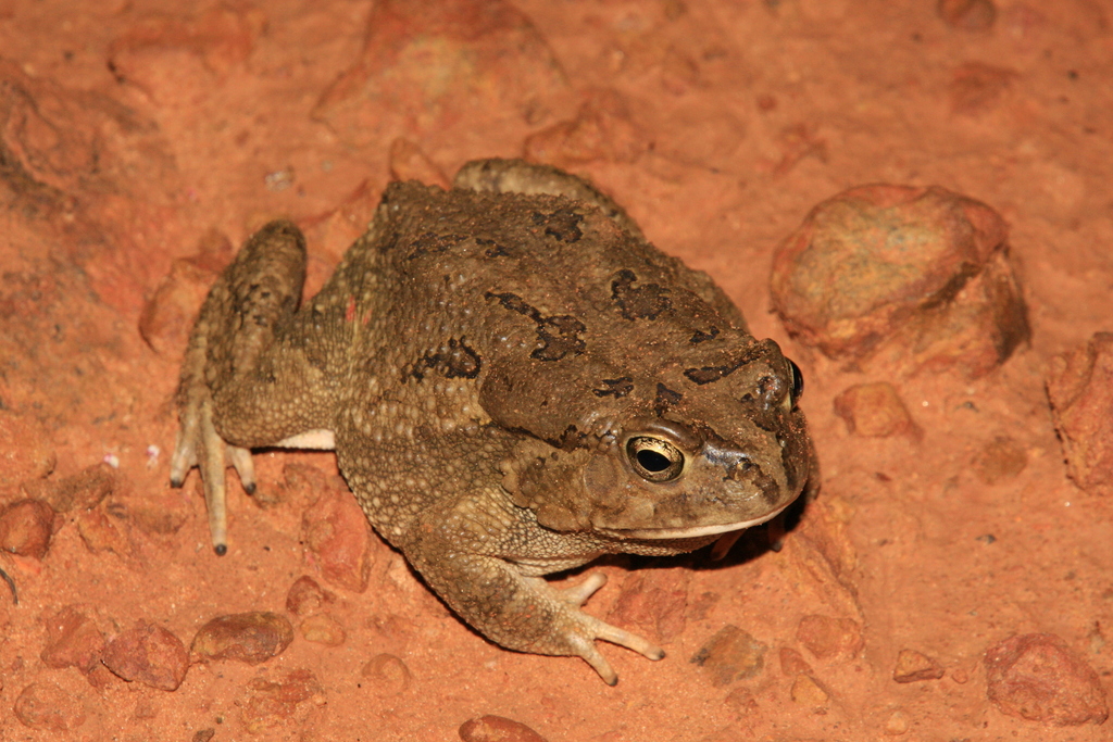 Amietophrynus regularis (HX - Fauna of the Bissagos) · iNaturalist