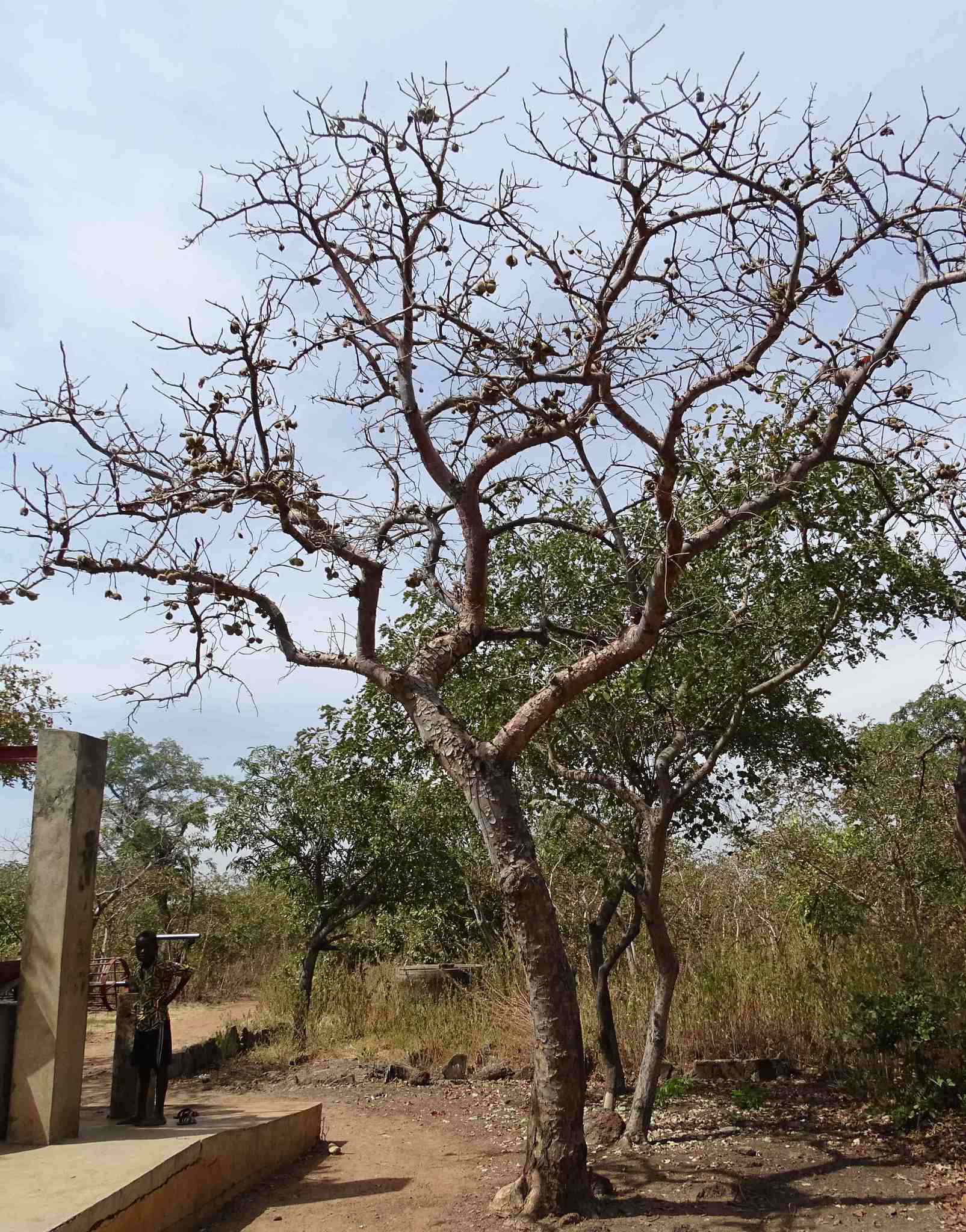 Sterculia setigera Delile