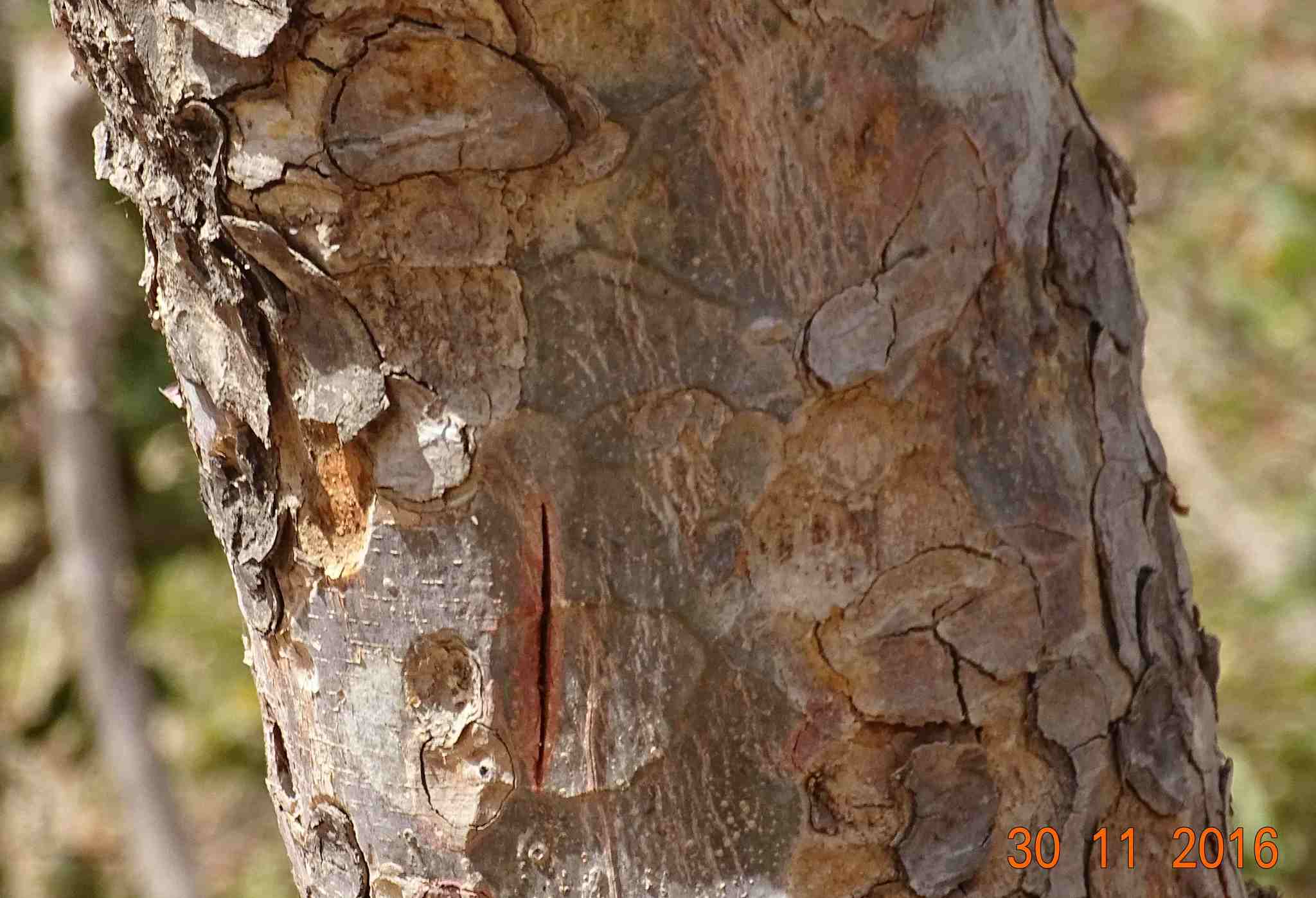 Sterculia setigera Delile