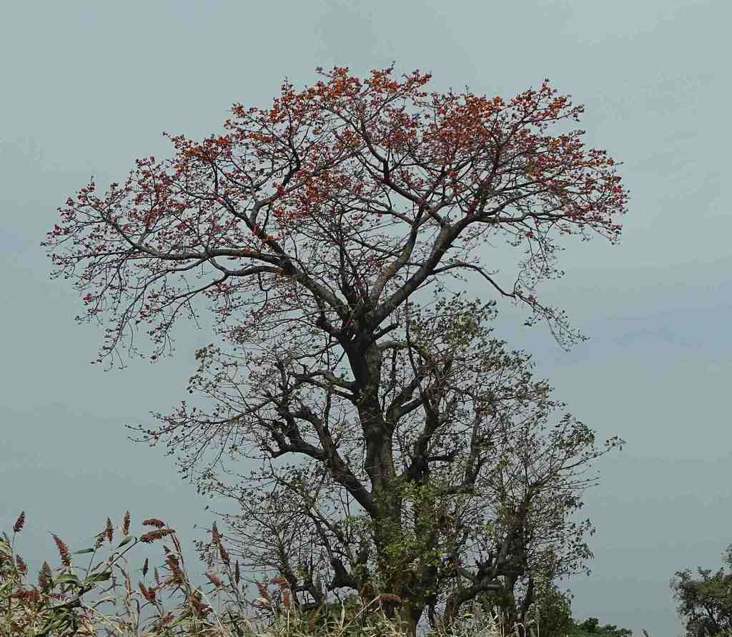 red kapok tree (Bombax costatum) - Botanical Realm