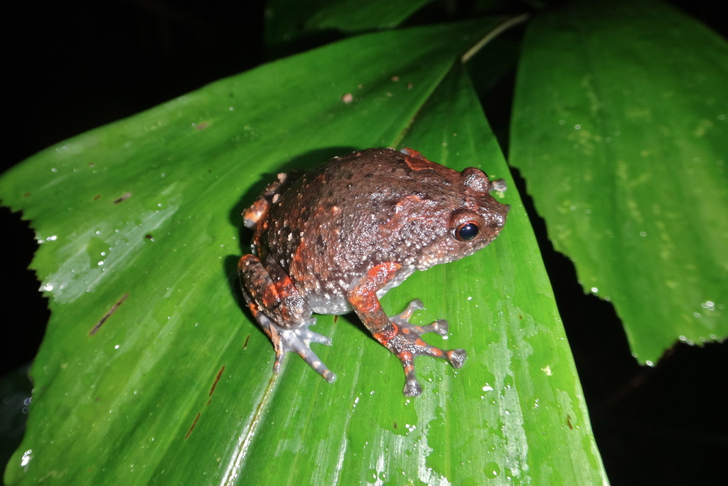 Kaloula latidisca (Amphibians of Thailand) · iNaturalist