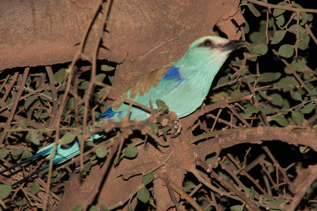 Abyssinian Roller from Poudriere, Niamey, Niger on October 10, 2016 at ...