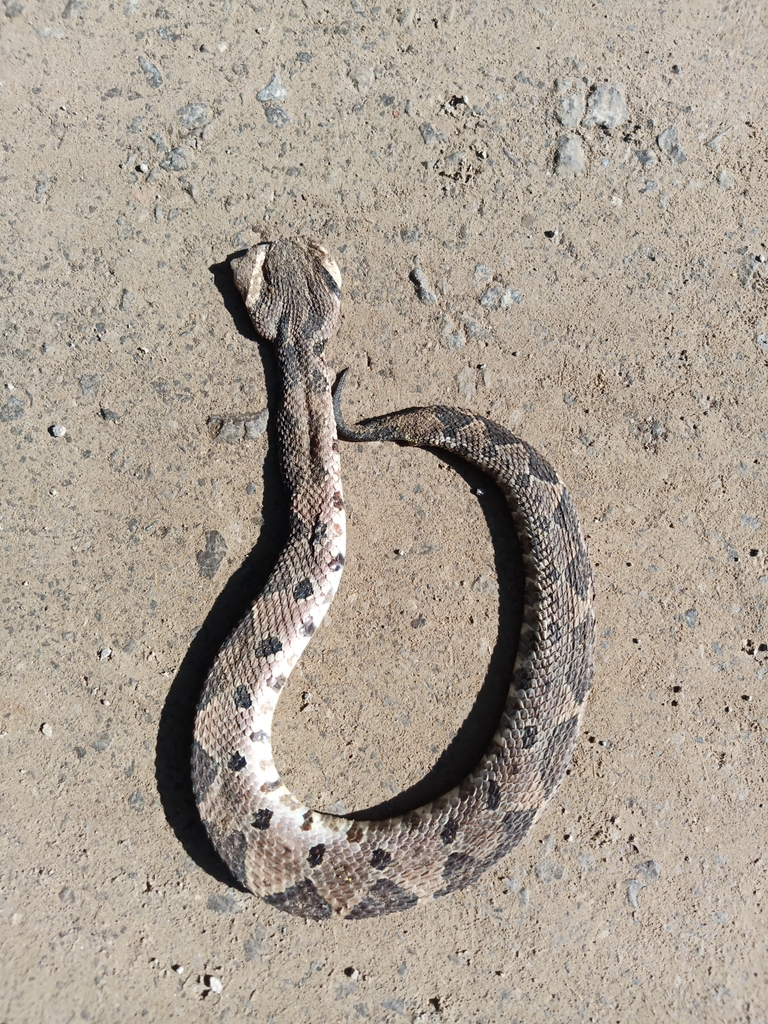 Mexican Jumping Pit Viper from Municipio de Jalpan de Serra, Qro ...