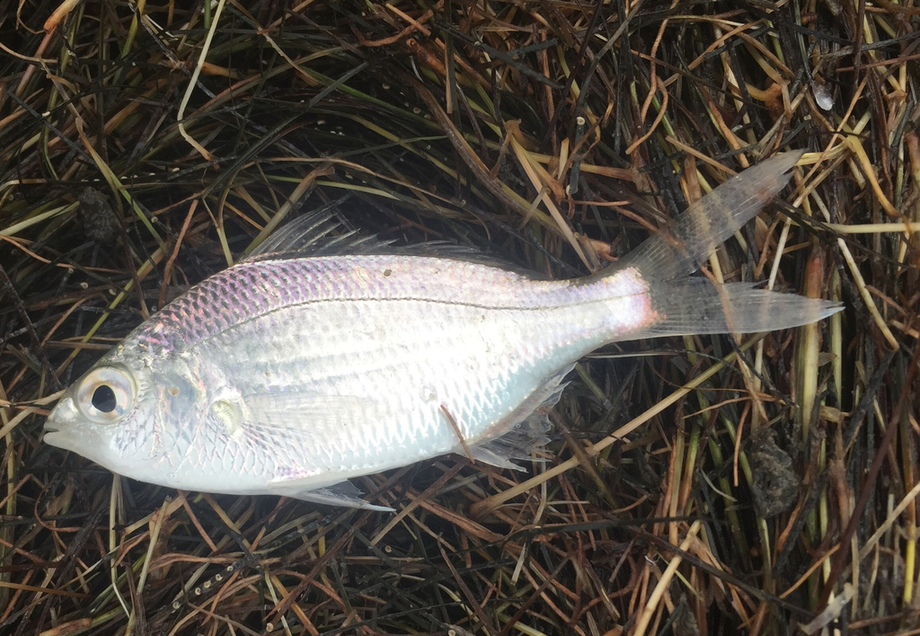 Spotfin Mojarra (Eucinostomus argenteus) - Marine Life Identification