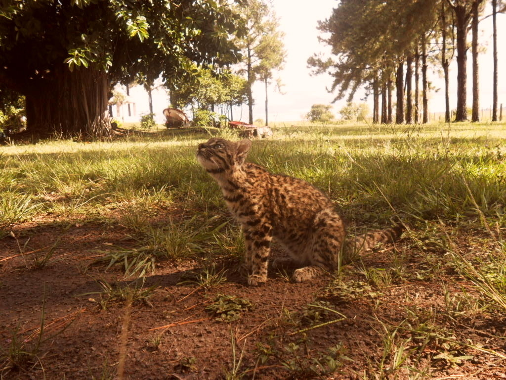 Geoffroy's Cat in February 2011 by aguaraguazu · iNaturalist
