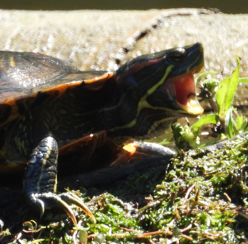 Red-eared Slider from Forest Glen, Silver Spring, MD, USA on September ...