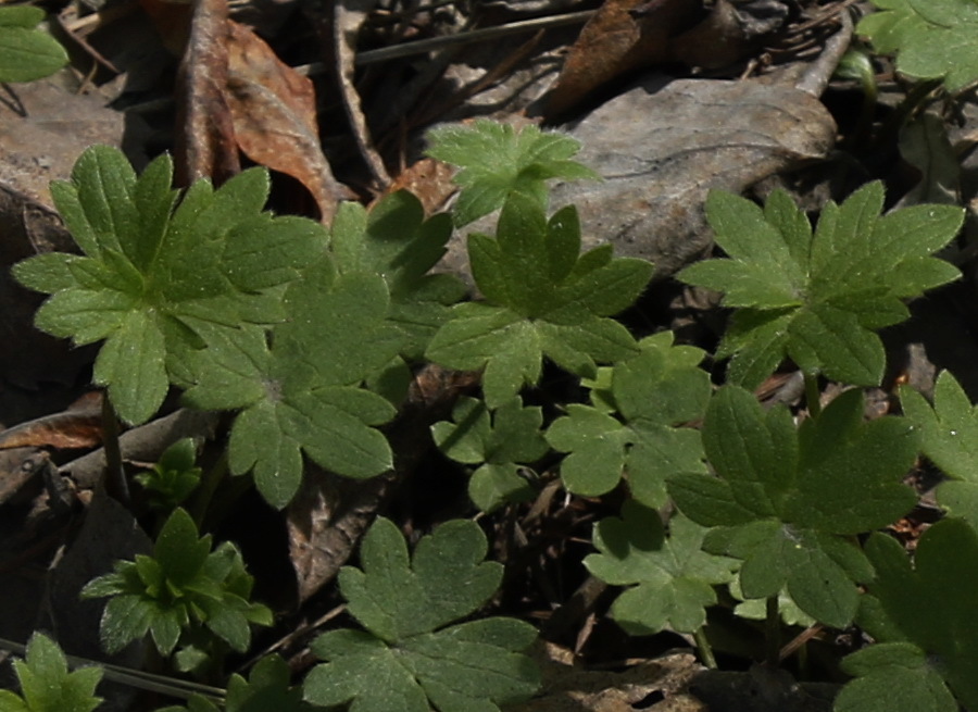 Japanese Buttercup (Ranunculus japonicus) - Botanical Realm