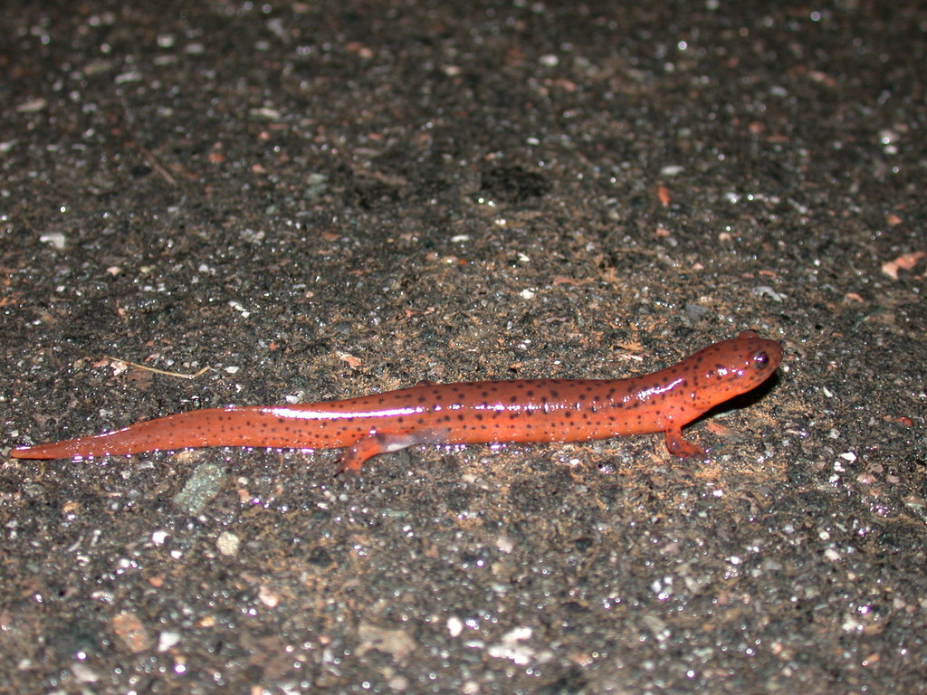 Eastern Mud Salamander from Aiken County, SC, USA on February 08, 2005 ...
