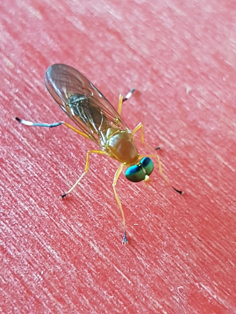 Ptecticus testaceus (Costa Rica Insects) · iNaturalist