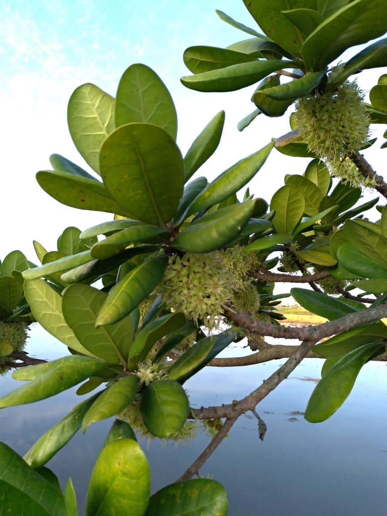 Palaquium formosanum from Yilan, TW-TA, TW on November 23, 2019 at 04: ...