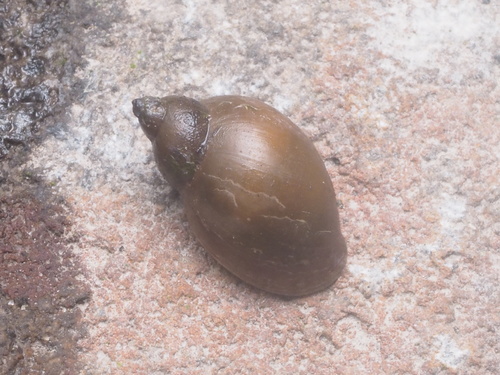 Rust-coloured Pond Snail (Radix rubiginosa) · iNaturalist
