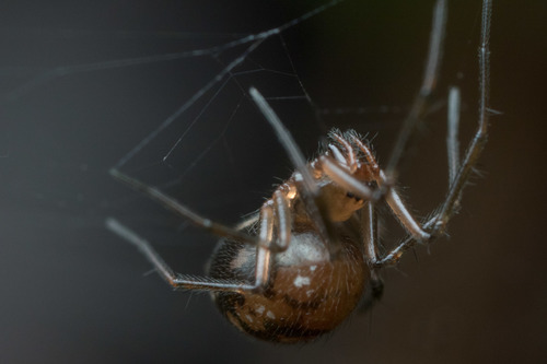 Genus Lepthyphantes · iNaturalist United Kingdom