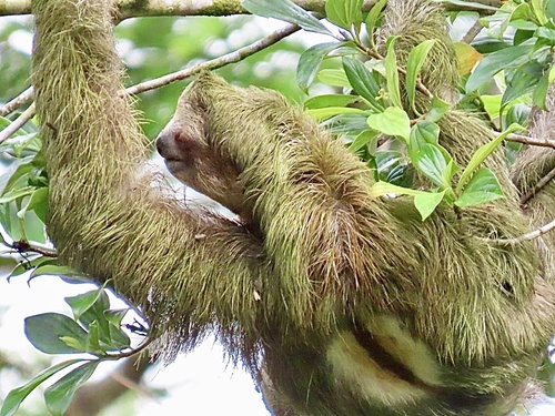 Trichophilus welckeri · iNaturalist