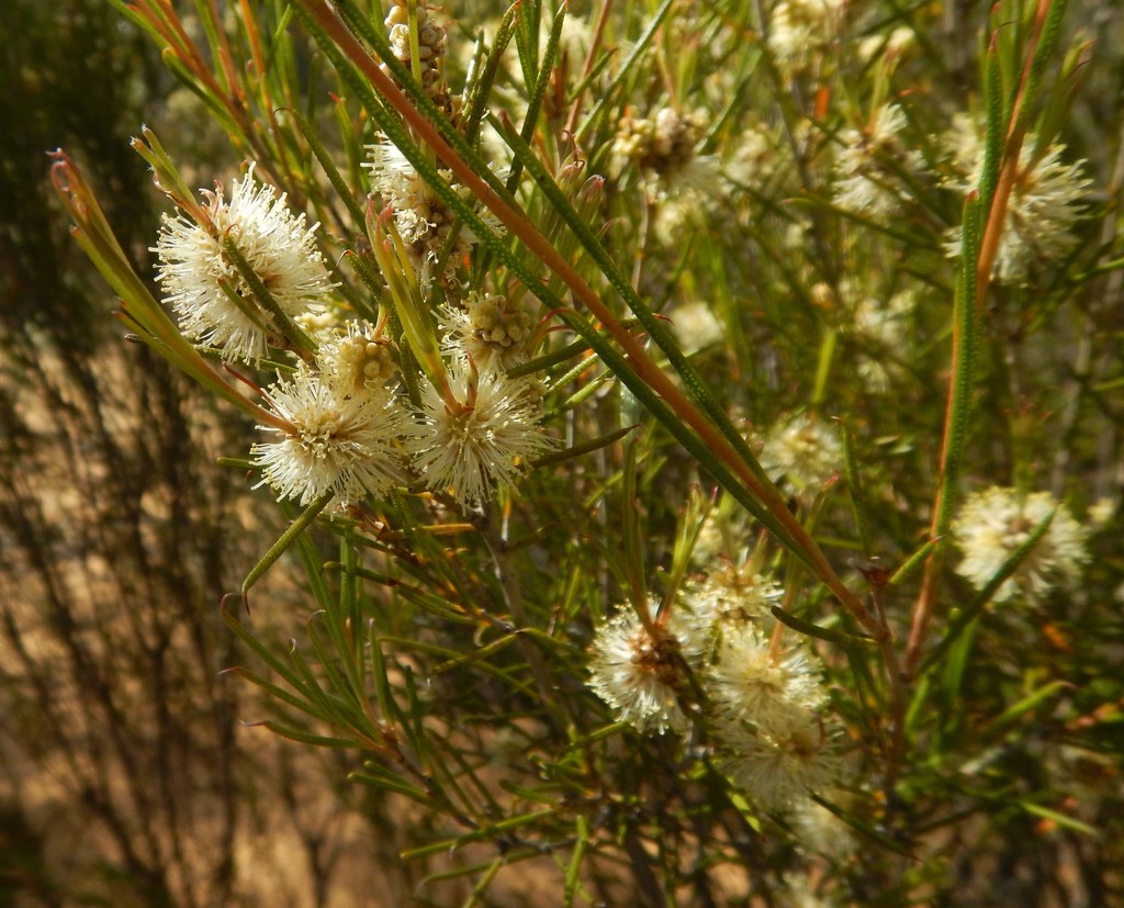 broombush from Ngarkat SA 5302, Australia on November 23, 2019 at 09:11 ...