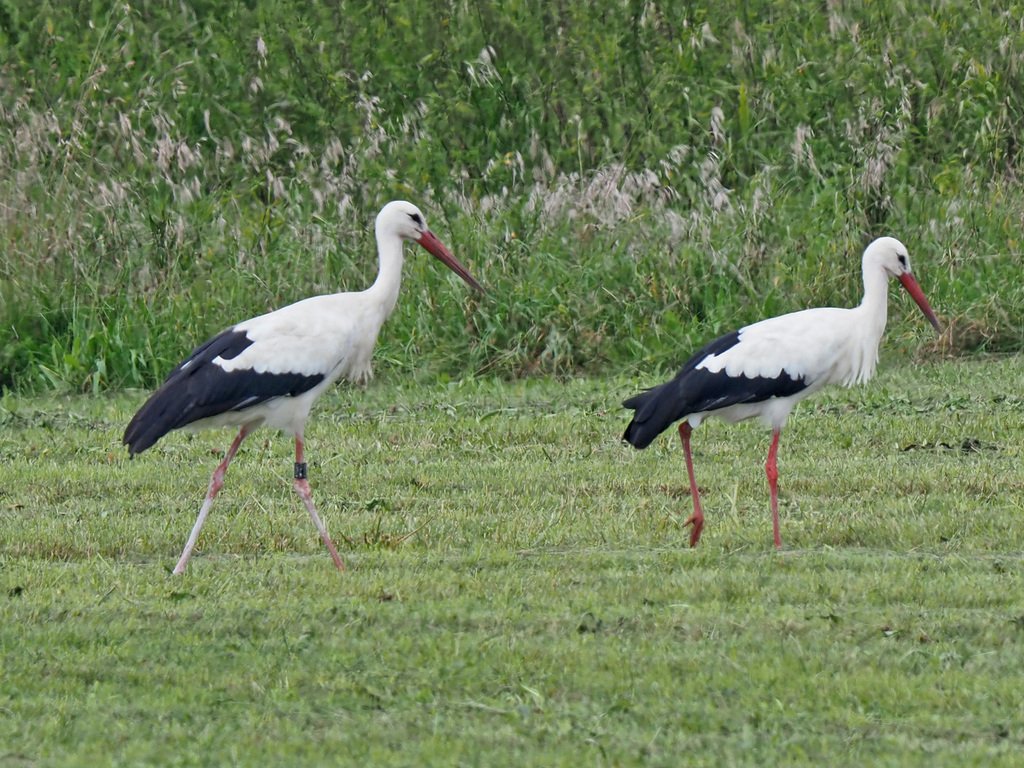 White Stork from 86424 Dinkelscherben, Augsburg, Bayern, Germany on ...
