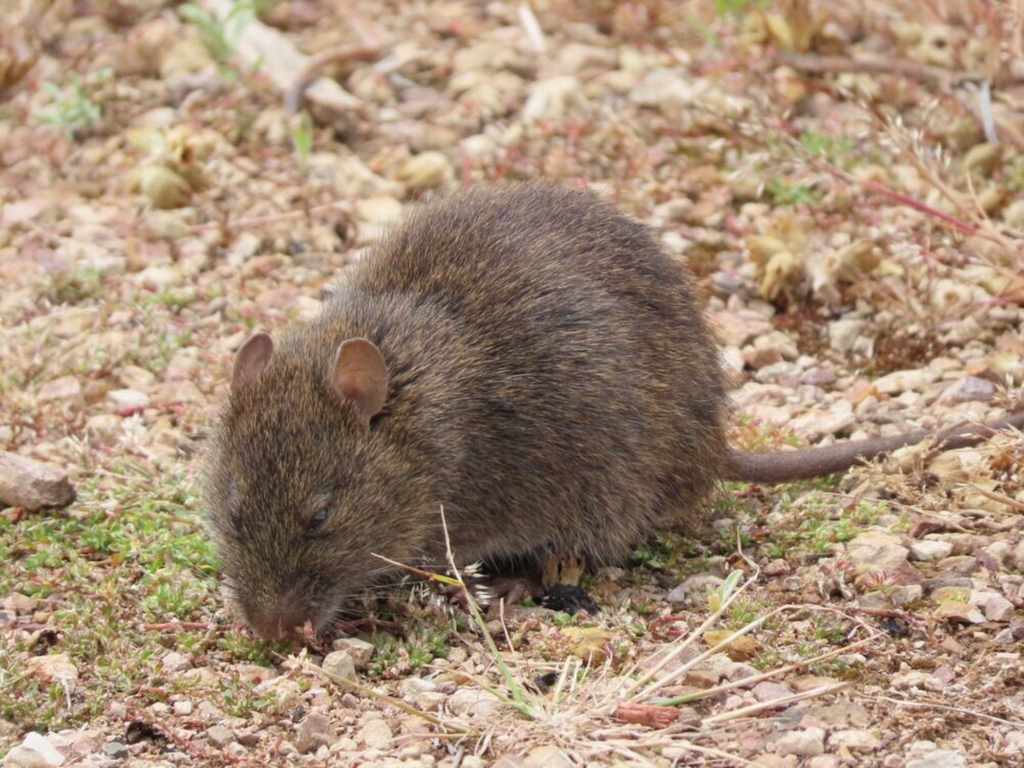 Australian Swamp Rat (Rattus lutreolus) - Know Your Mammals