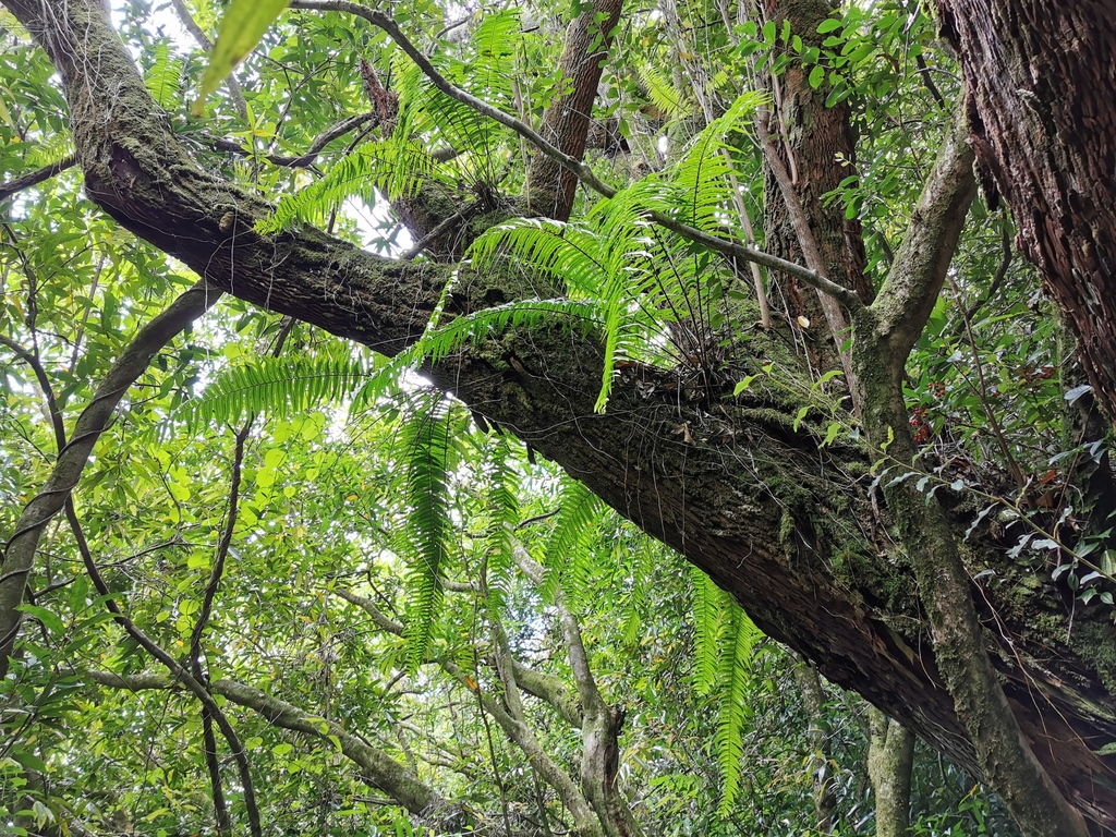 Broad Sword Fern from Saint-Denis, Réunion on October 17, 2019 at 01:24 ...