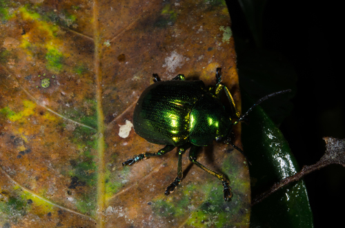Genus Menius · iNaturalist