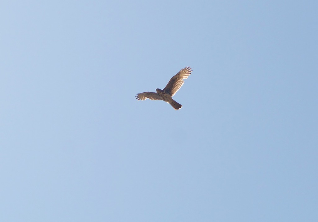 Bay-winged Hawk from Quilpue, Valparaíso, Chile on November 09, 2019 at ...