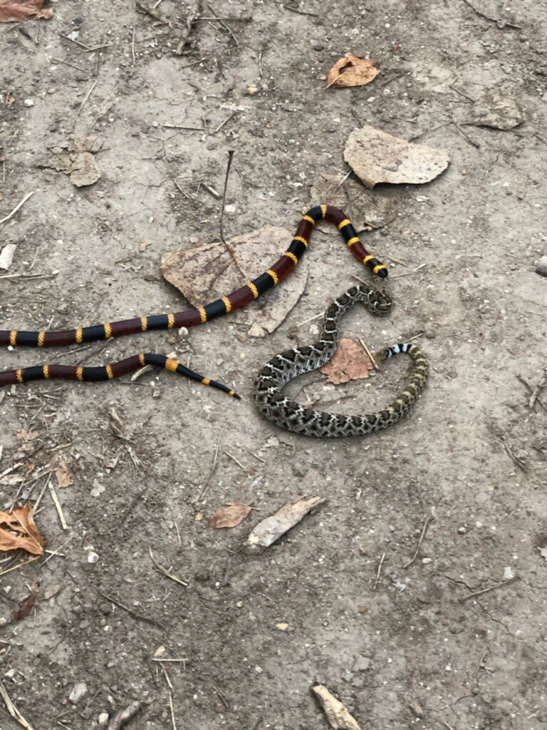 Texas Coralsnake from Morgan's Point Resort on October 5, 2019 by ...